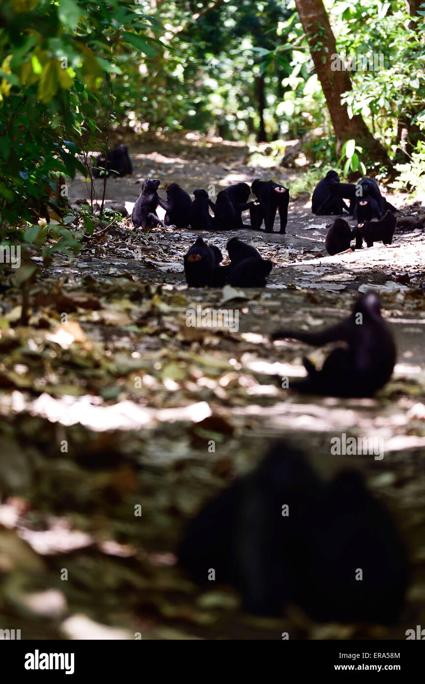 Bitung, Indonesia. 27th May, 2015. A flock of black monkey Sulawesi ...