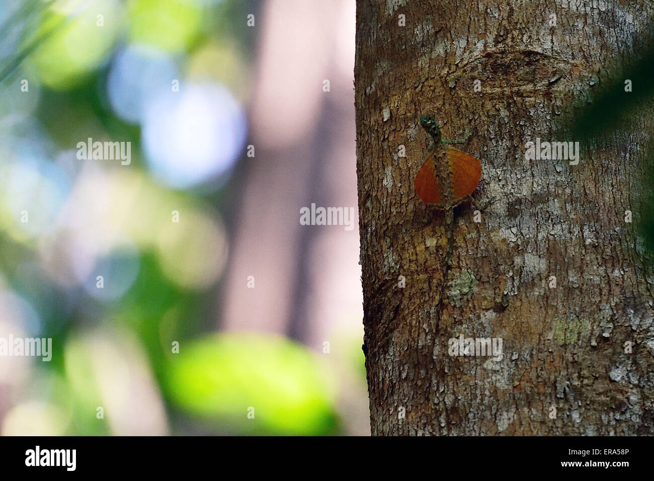 Bitung, Indonesia. 27th May, 2015. A flying draco lizard is on the ...