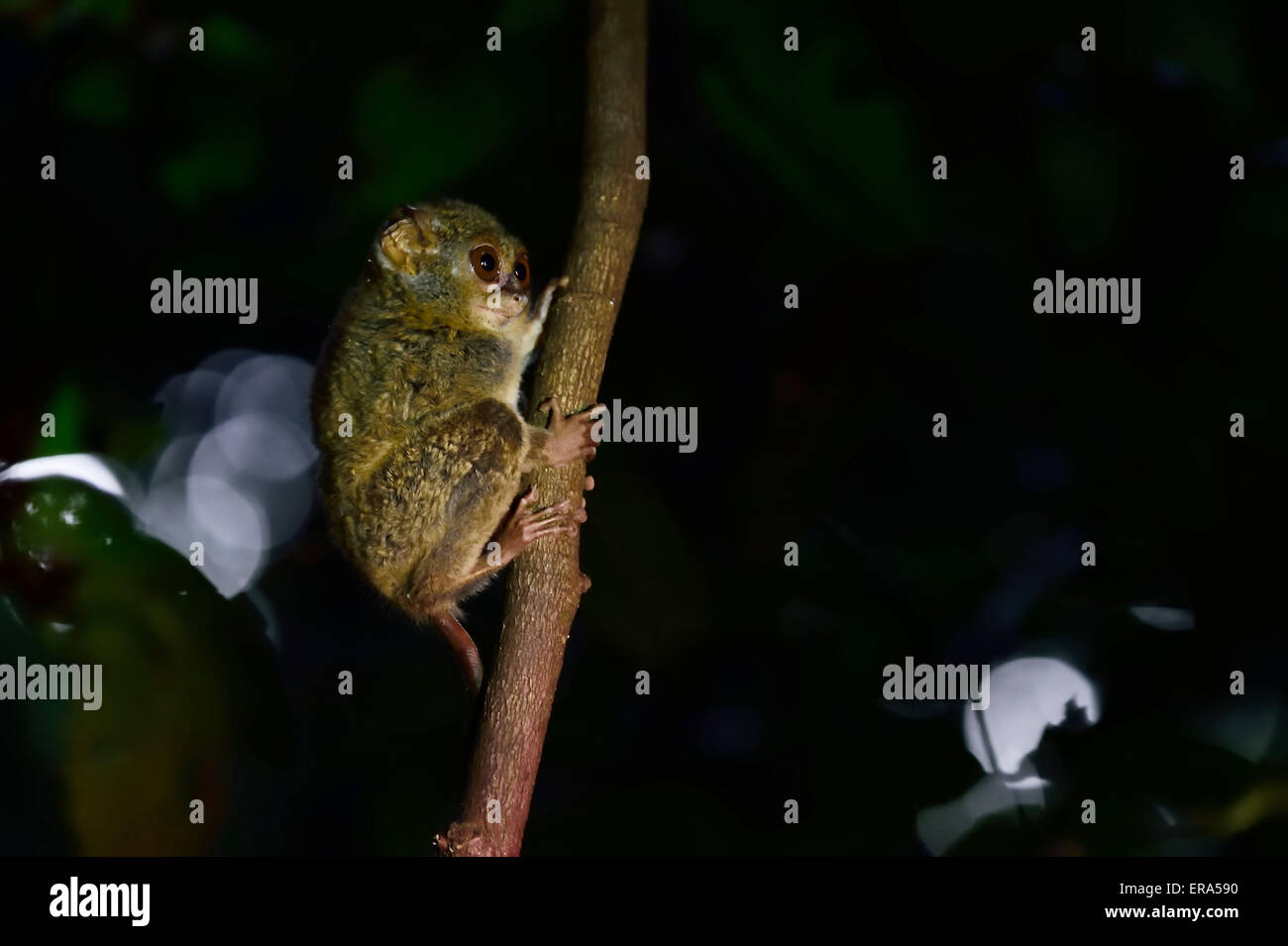 Bitung, Indonesia. 26th May, 2015. A tarsier (Tarsius tarsier ...