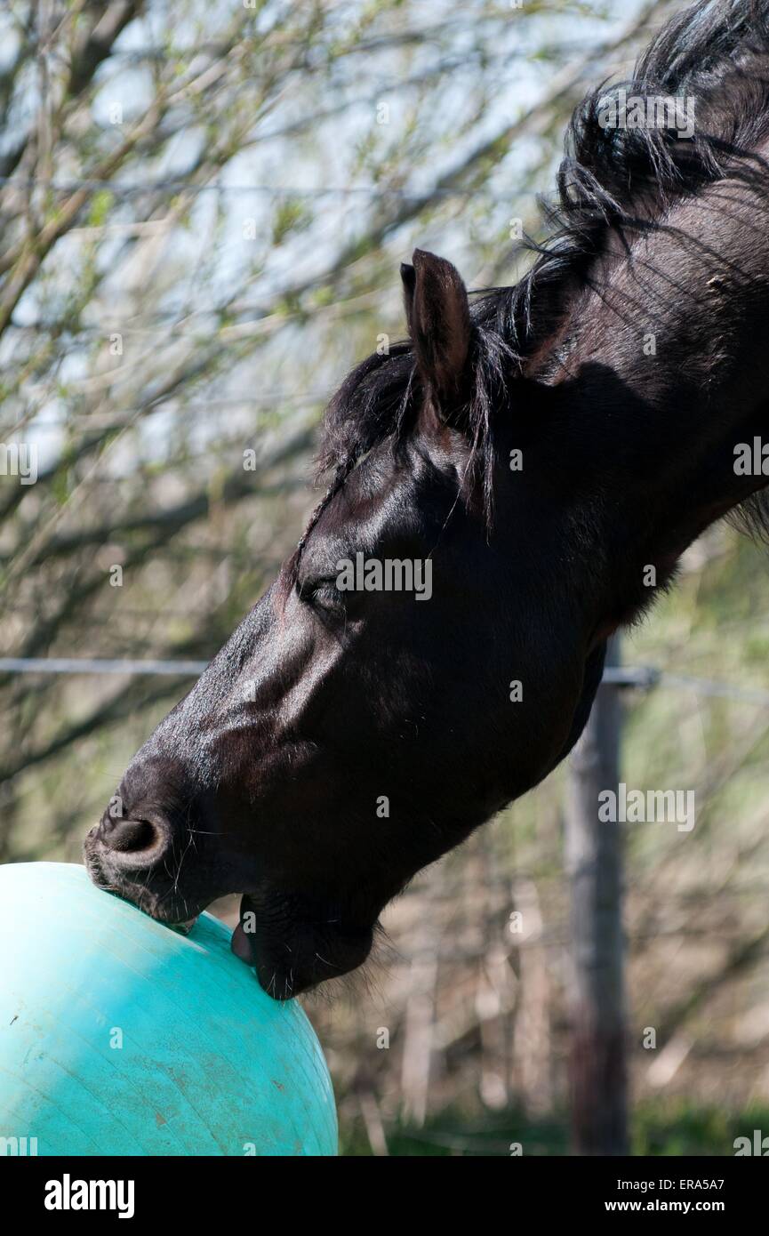Horse bite hi-res stock photography and images - Alamy