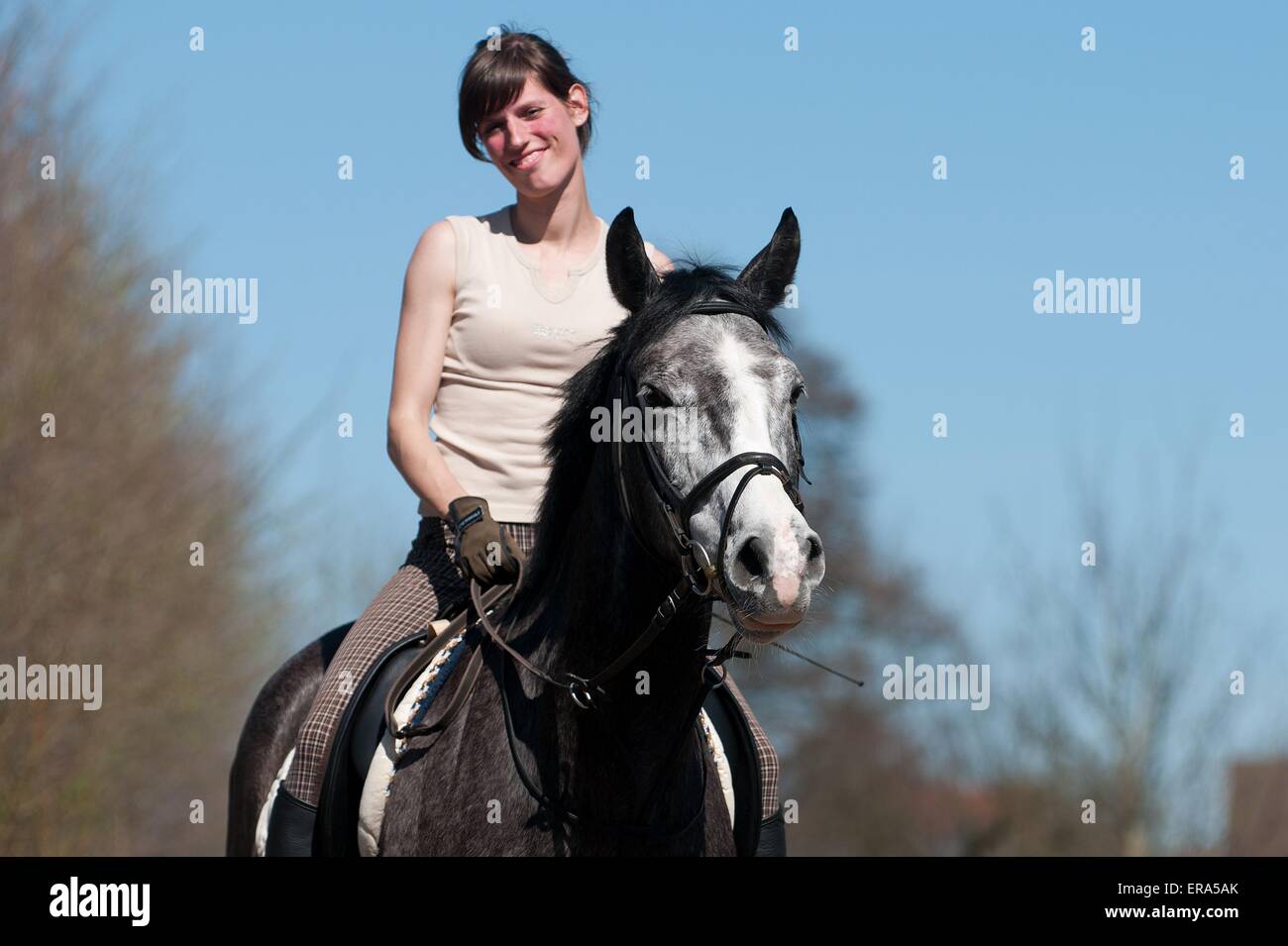 Kwpn horse hi-res stock photography and images - Alamy