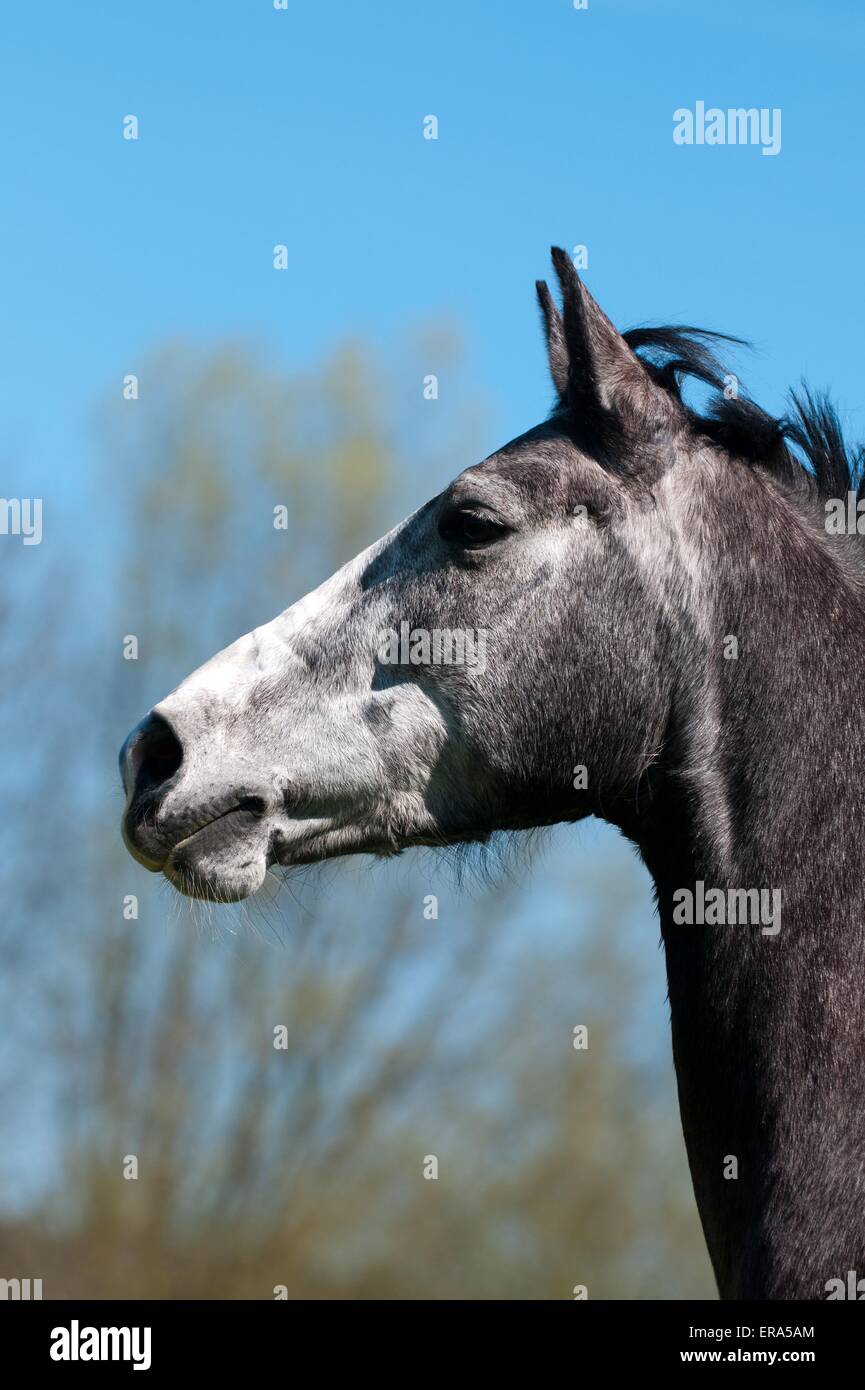 Kwpn hi-res stock photography and images - Alamy