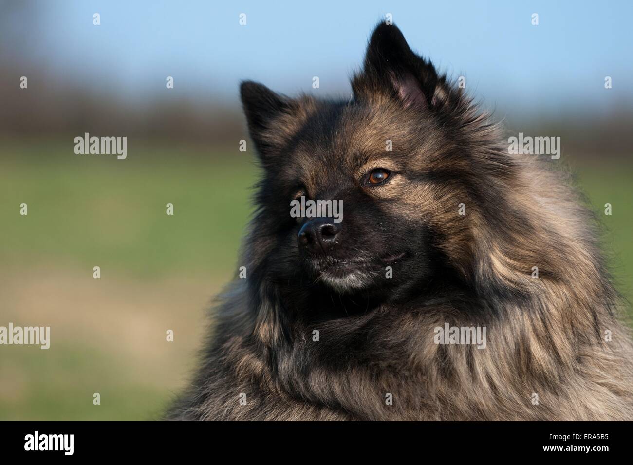 Keeshond hi-res stock photography and images - Alamy