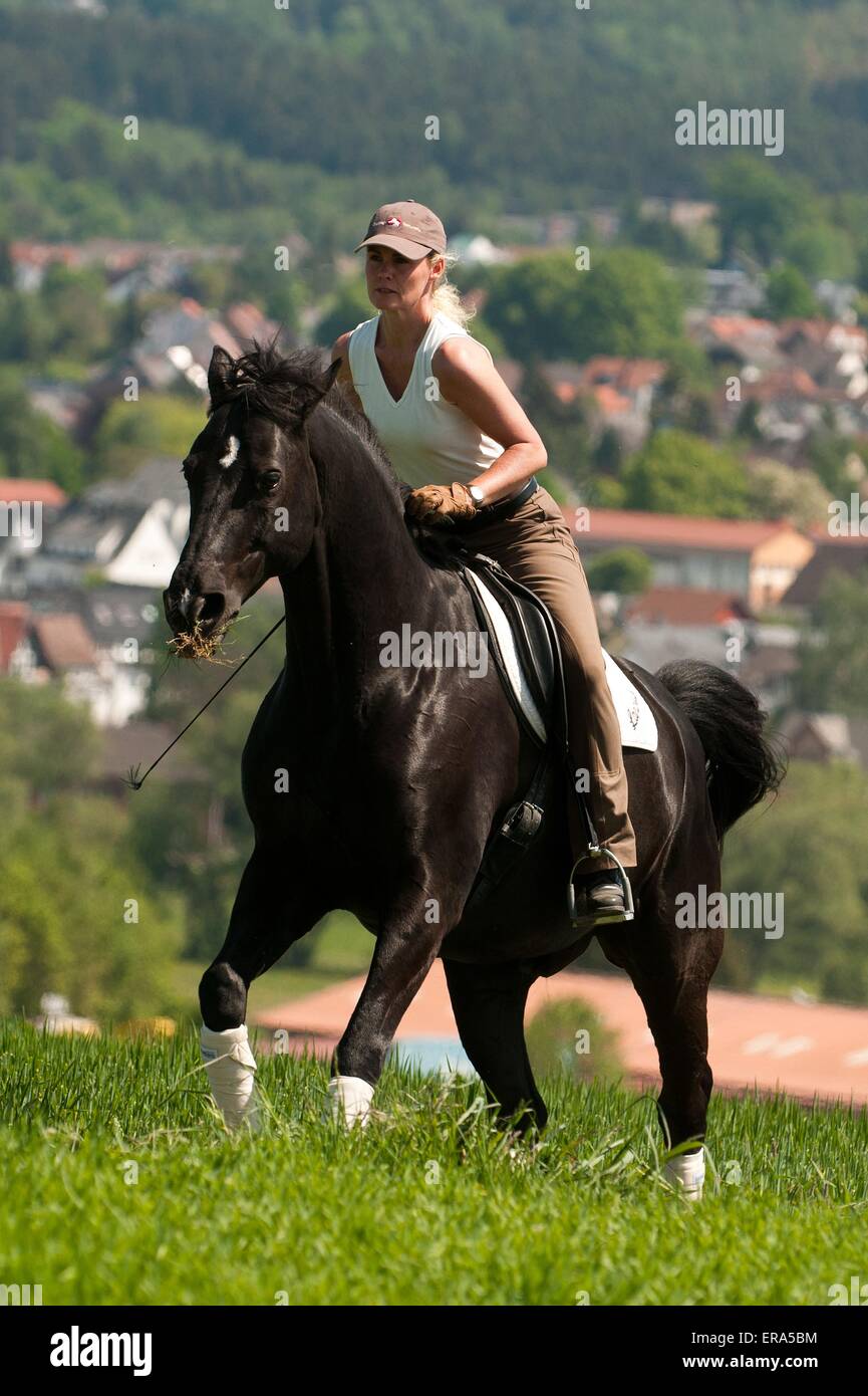 woman rides Hanoverian Stock Photo - Alamy