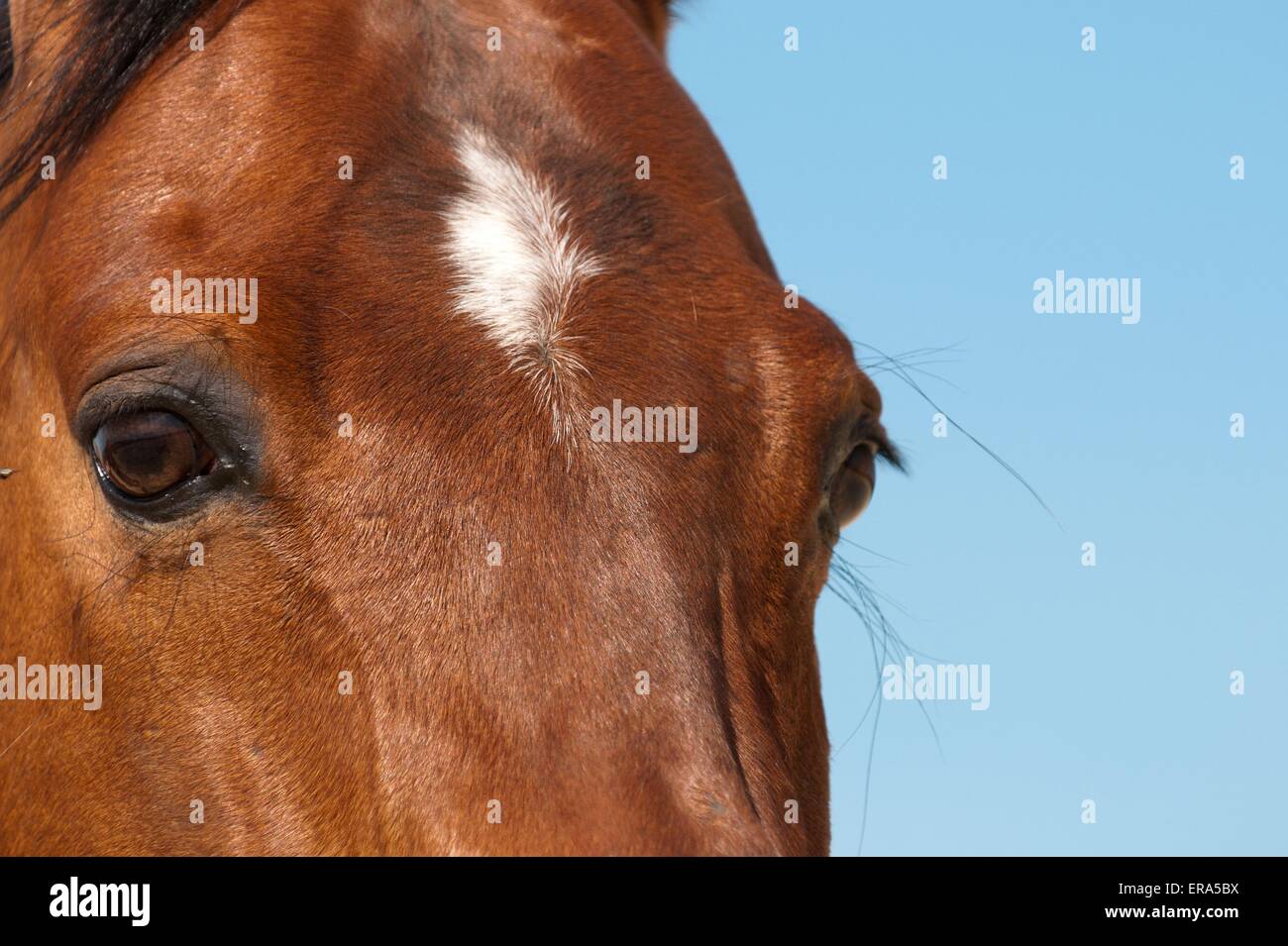 Quarter Horse eye Stock Photo - Alamy