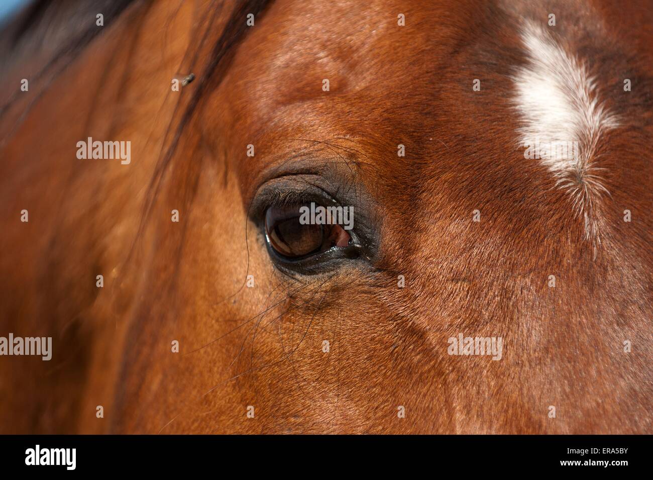 Quarter Horse eye Stock Photo - Alamy