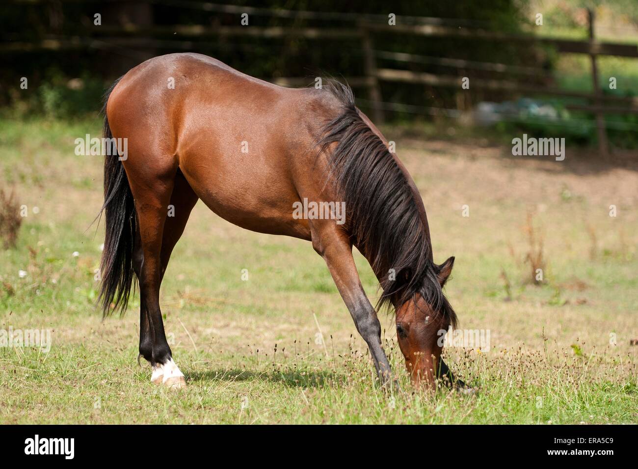Young bay pony hi-res stock photography and images - Alamy
