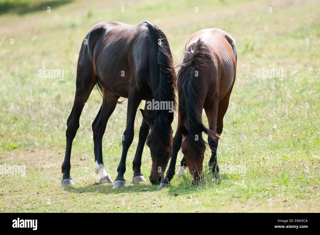 Two ponys hi-res stock photography and images - Alamy