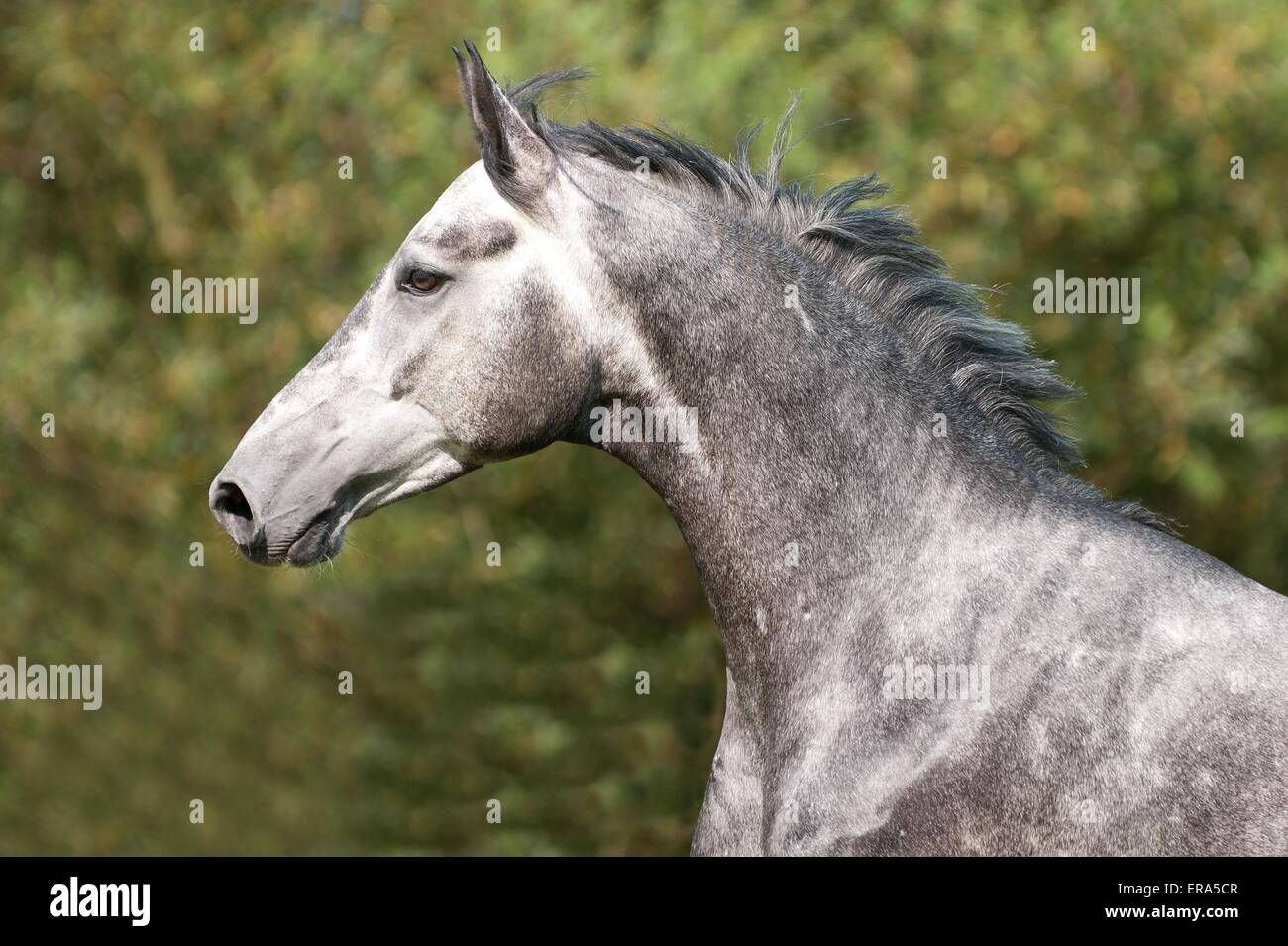 Hanoverian horse hi-res stock photography and images - Alamy