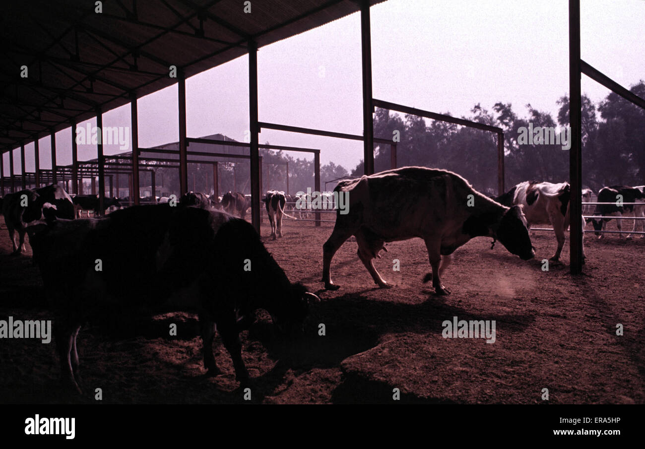 Starving cattle hi-res stock photography and images - Alamy