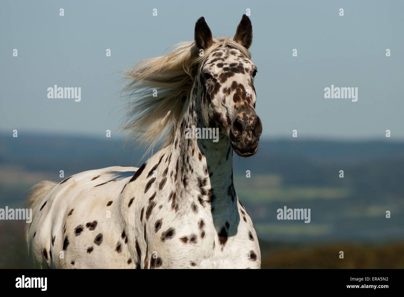 Knabstrup horses hi-res stock photography and images - Alamy
