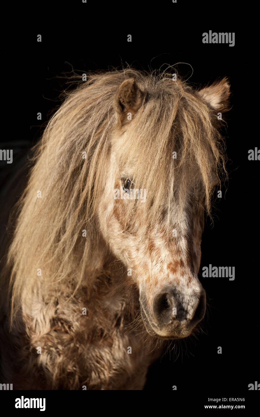 Shetland Pony Portrait Stock Photo - Alamy