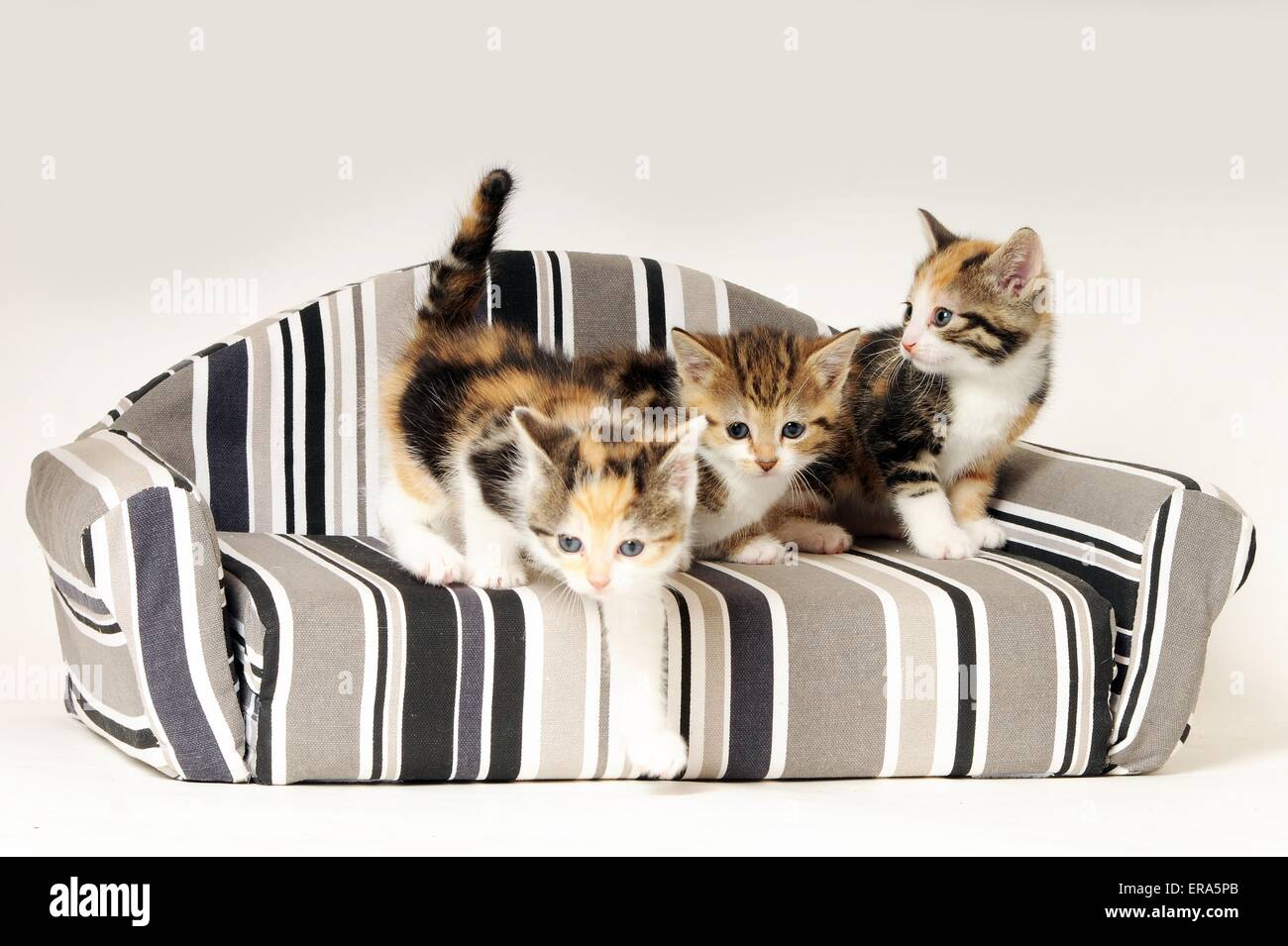 Three kittens bed hi-res stock photography and images - Alamy