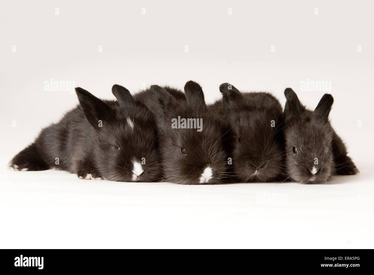 Adult baby rabbits hi-res stock photography and images - Alamy