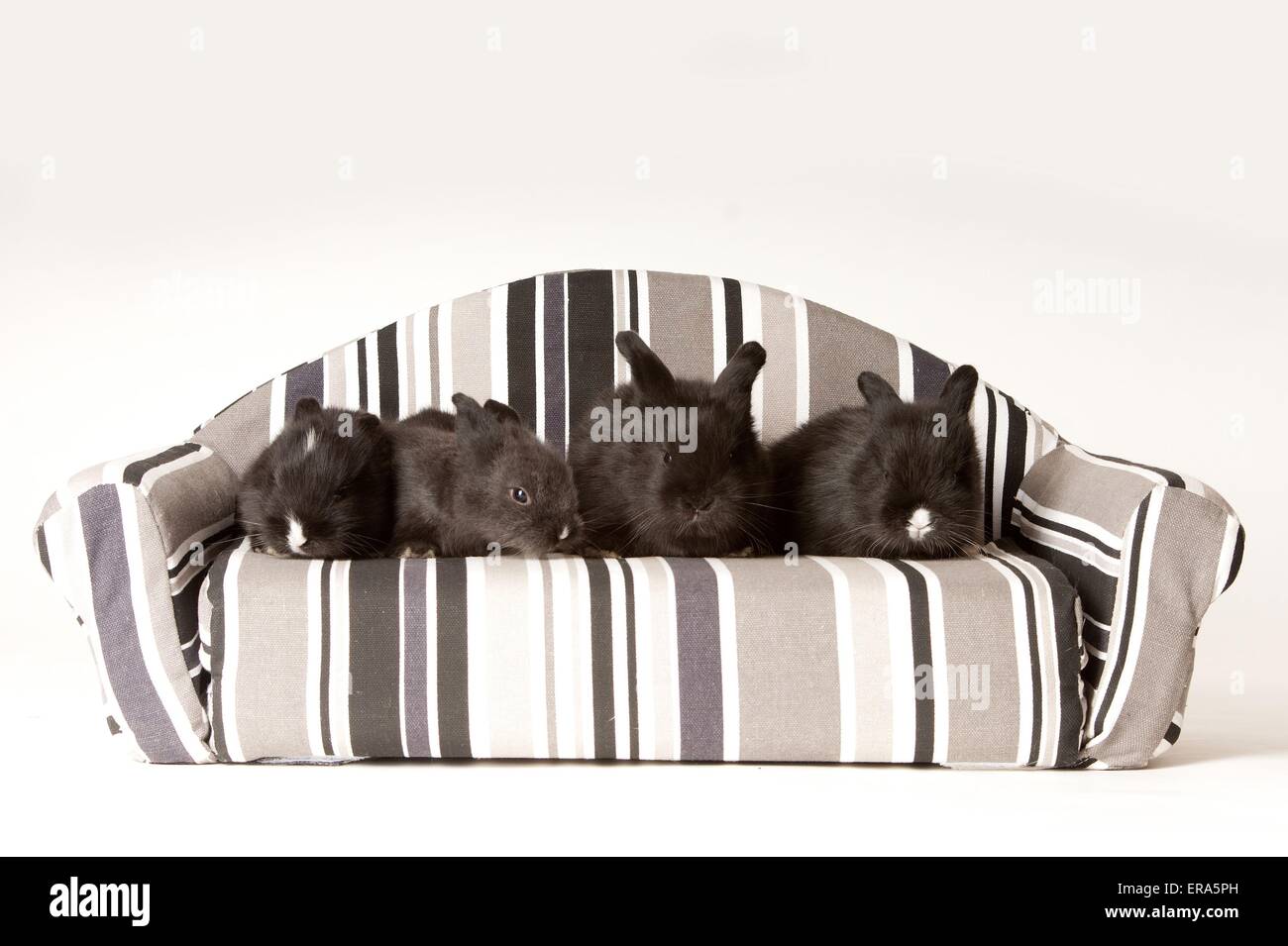 Rabbits Group High Resolution Stock Photography and Images - Alamy