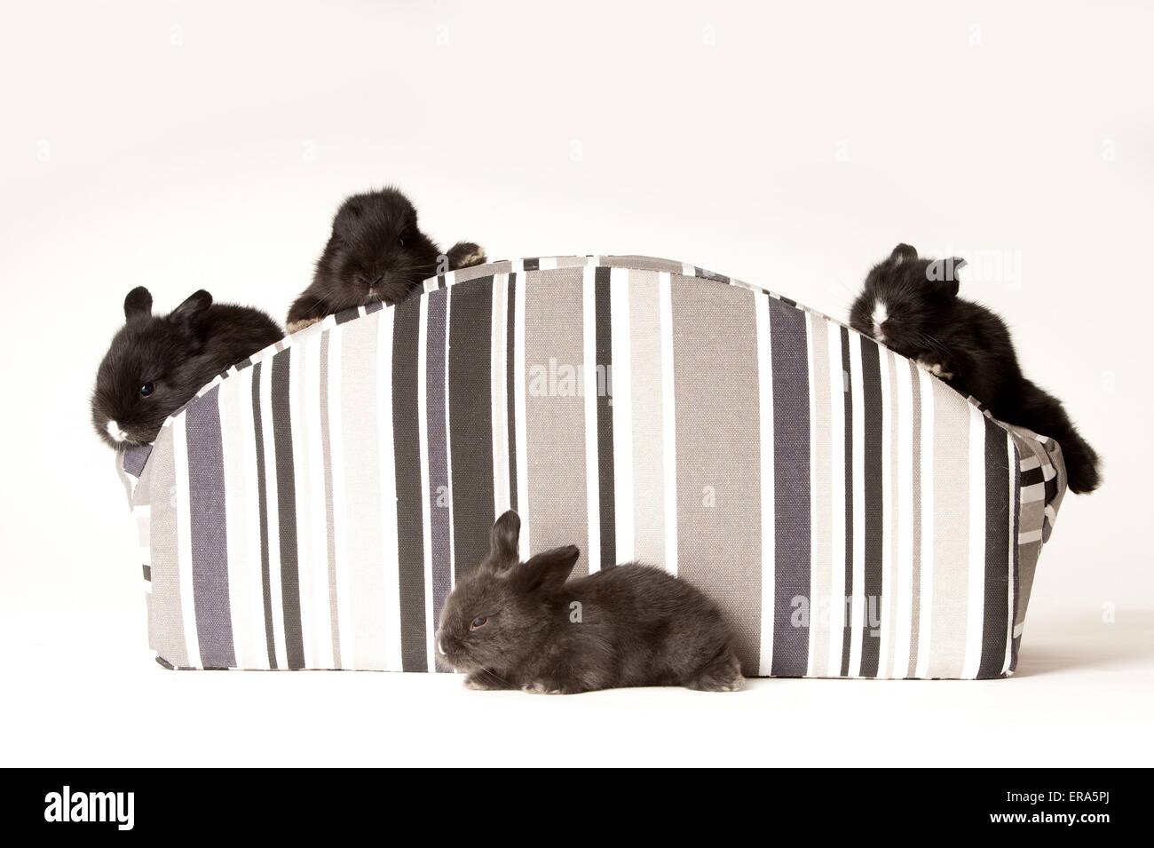 Adult baby rabbits hi-res stock photography and images - Alamy