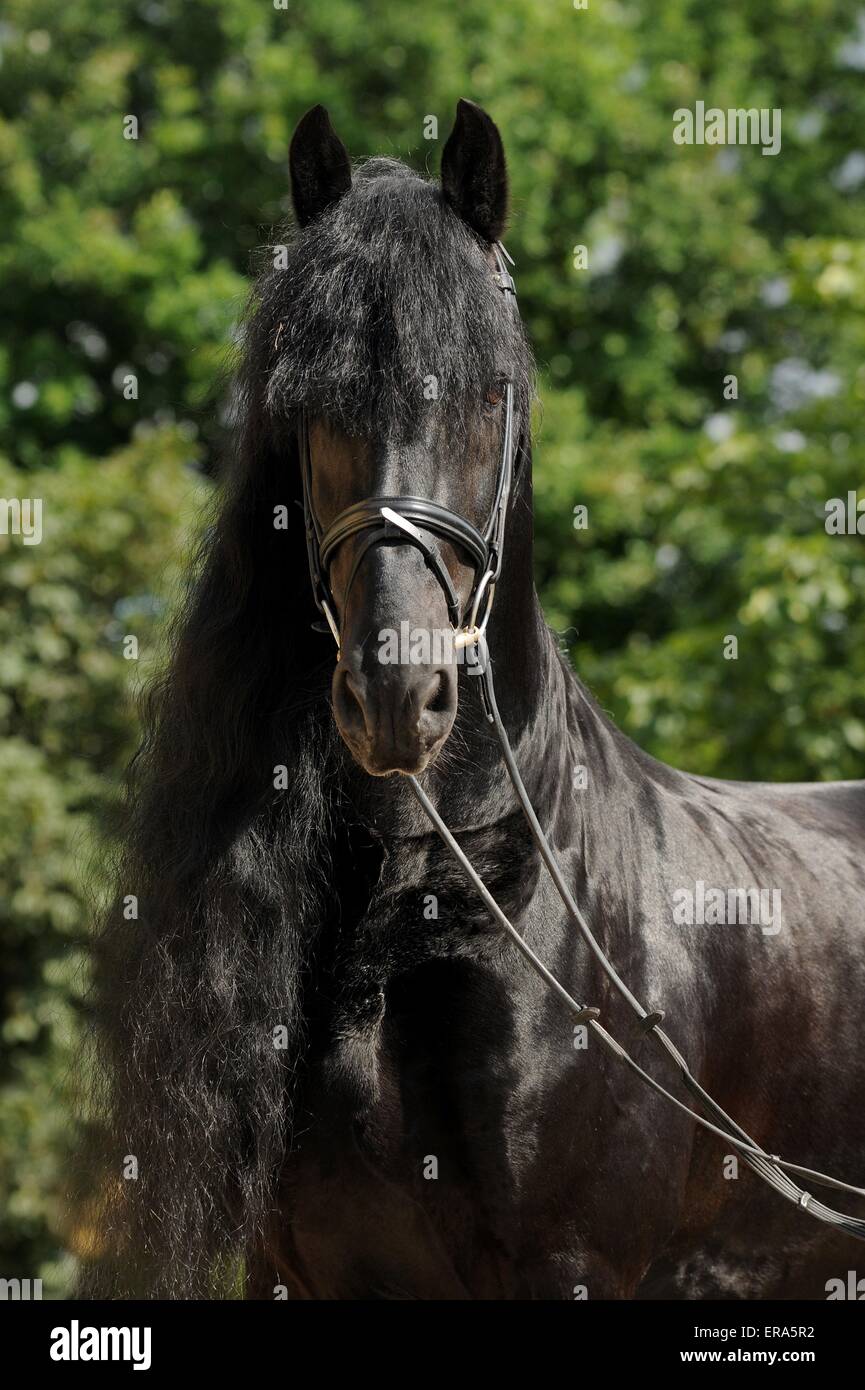Friesian horse portrait Stock Photo - Alamy