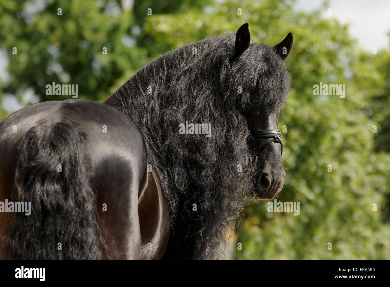 Friesian horse portrait Stock Photo - Alamy