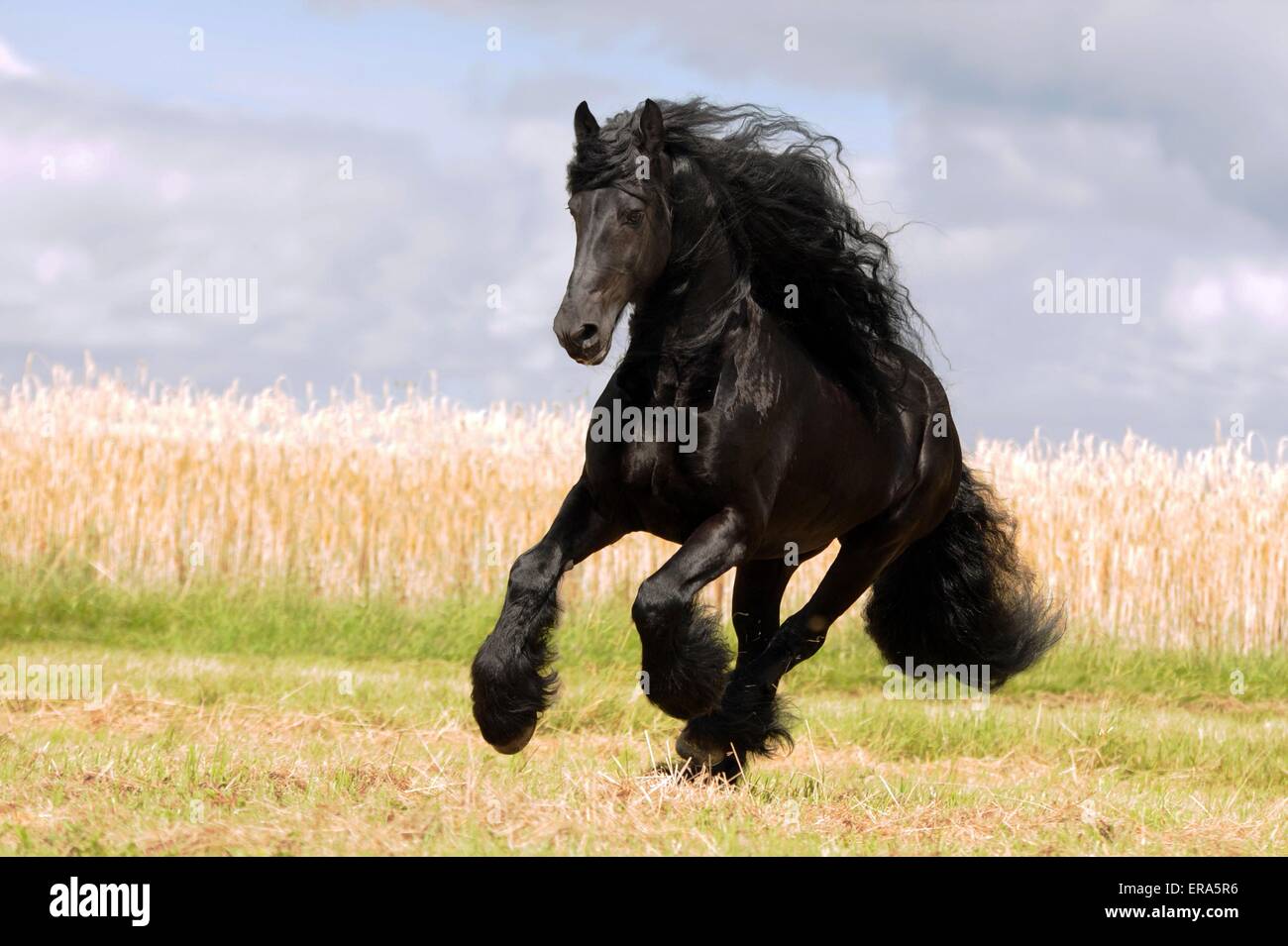 Friesian horse galloping hi-res stock photography and images - Alamy