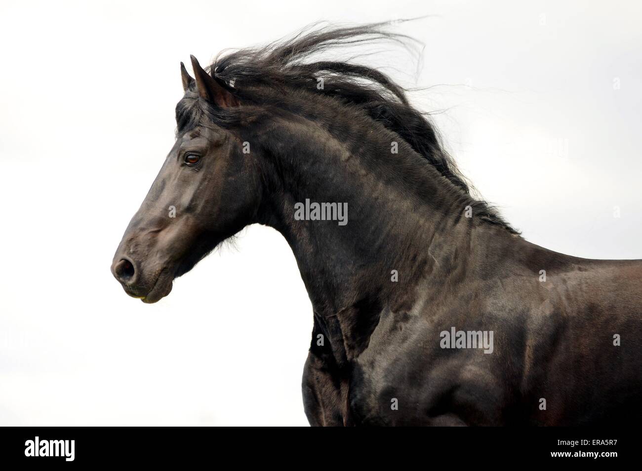 Friesian horse portrait Stock Photo - Alamy