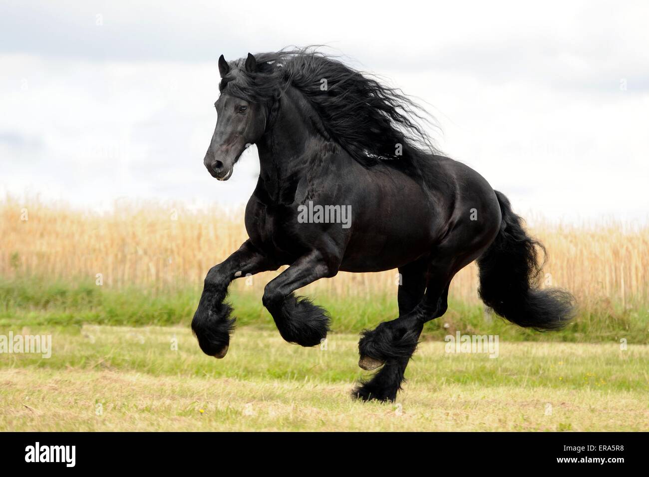 galloping Friesian horse Stock Photo - Alamy