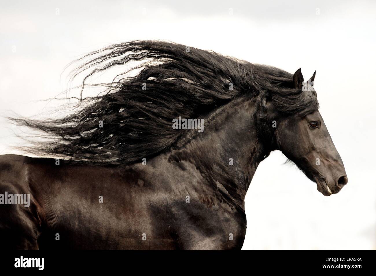 Friesian horse portrait Stock Photo - Alamy
