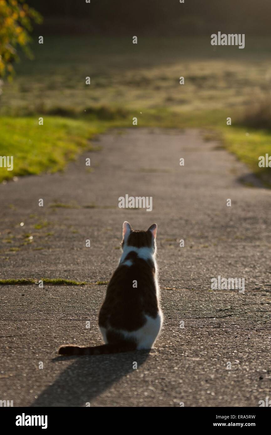 Cat Rear View Sitting High Resolution Stock Photography and Images - Alamy