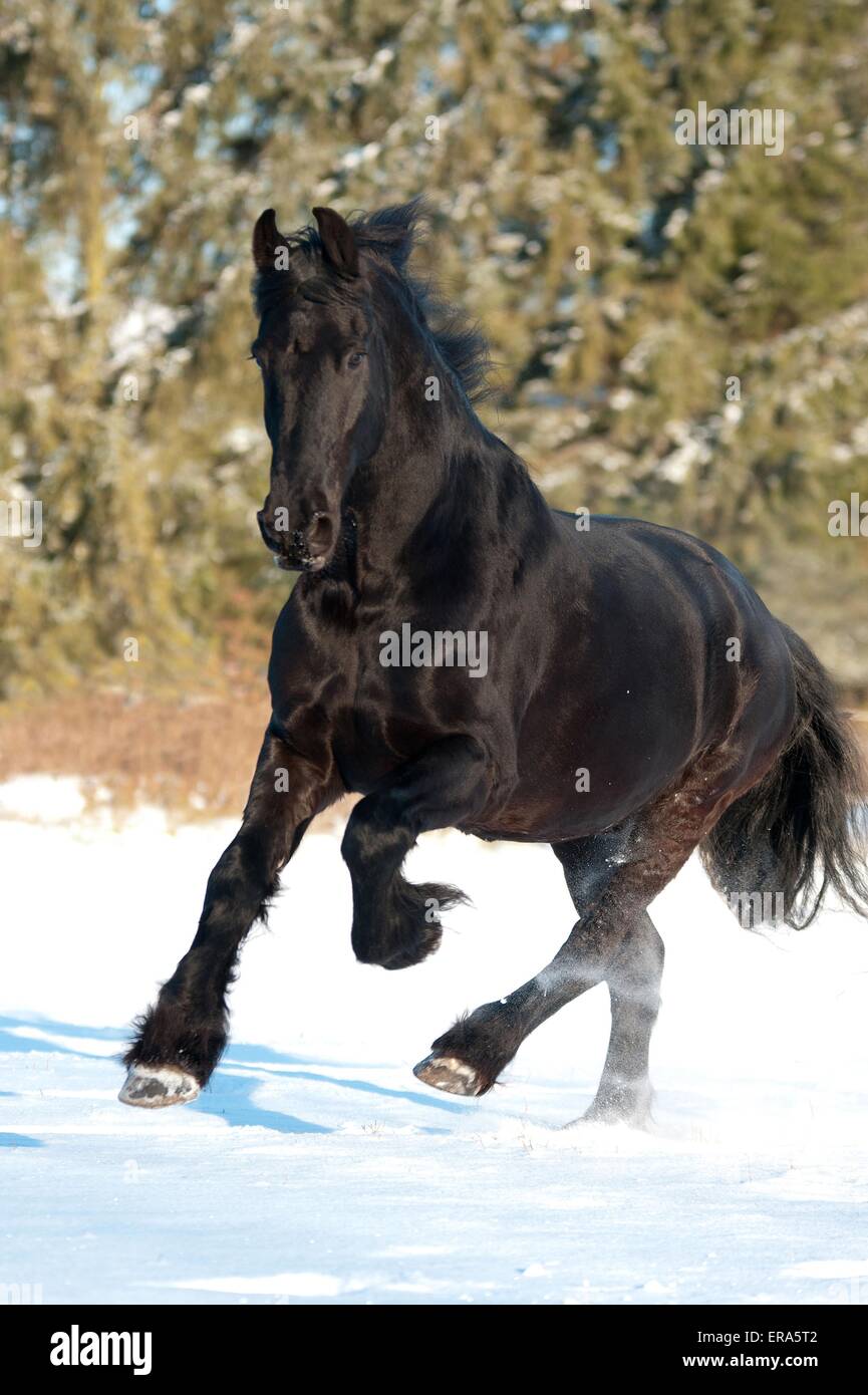 Friesian horse galloping snow hi-res stock photography and images - Alamy