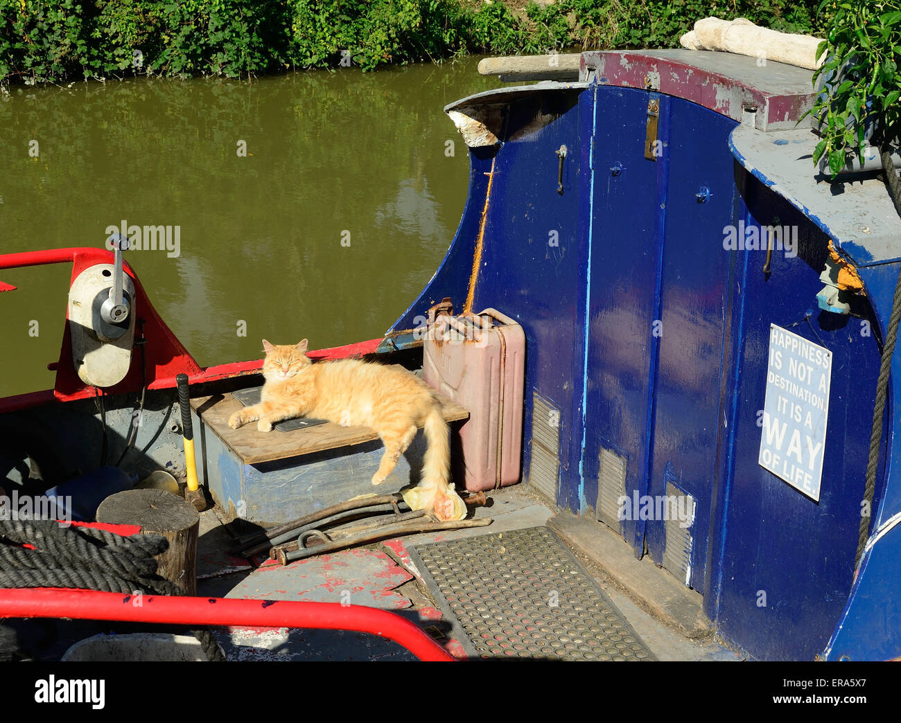 Content cat hi-res stock photography and images - Alamy