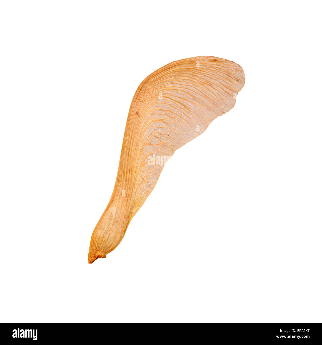 Single samara (seed) of a silver or swamp maple (Acer saccharinum ...