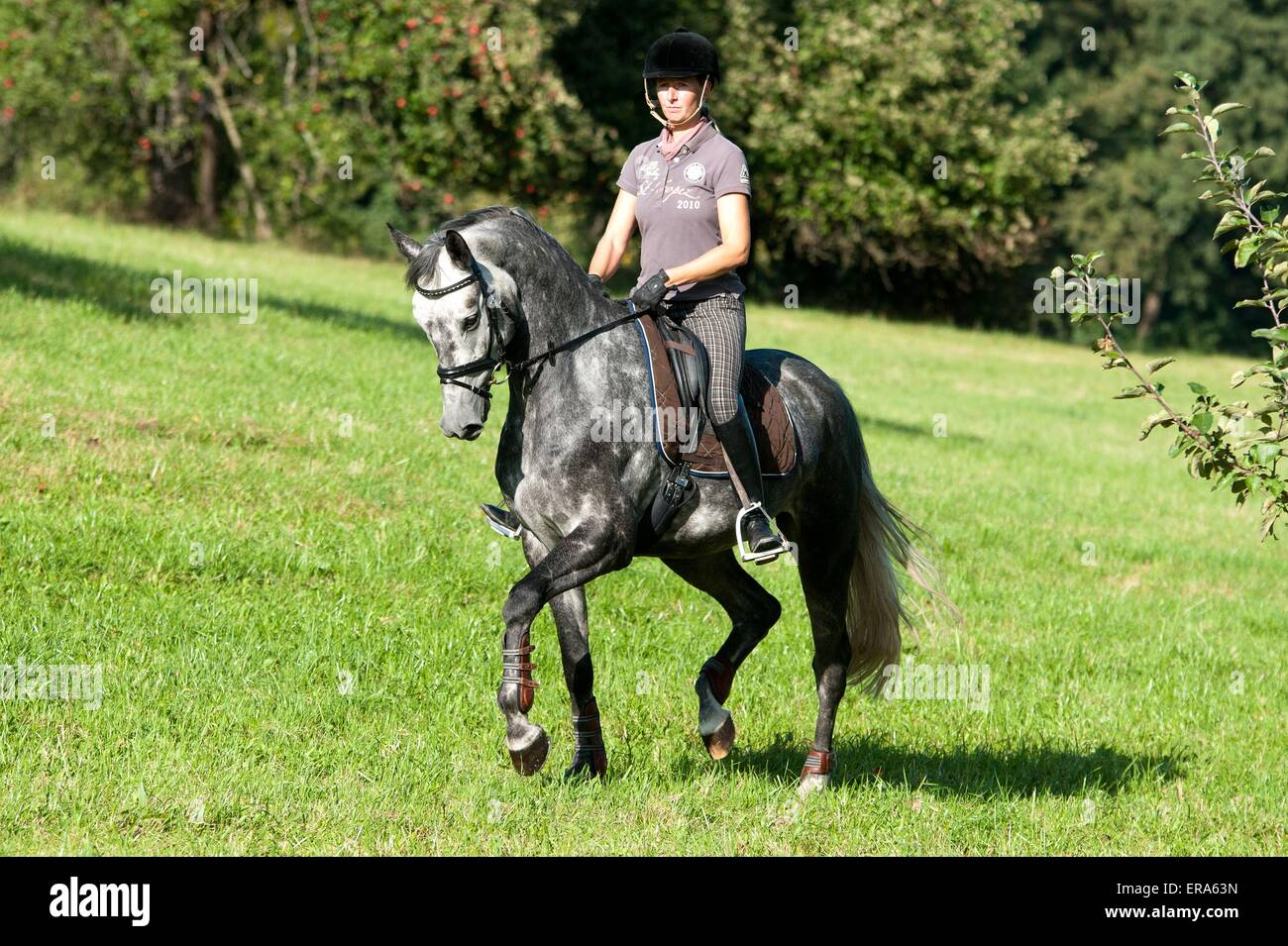 woman rides Hanoverian Stock Photo - Alamy