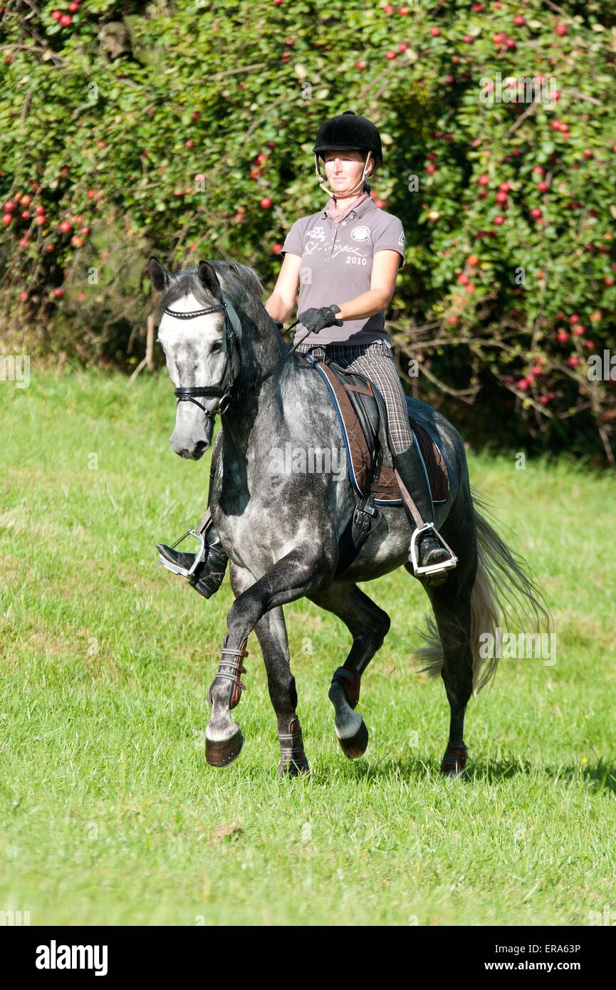 woman rides Hanoverian Stock Photo - Alamy