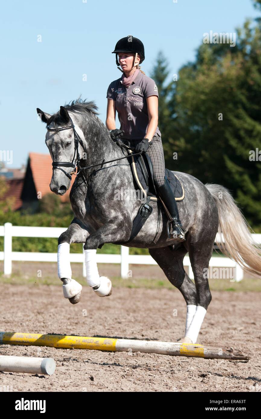 woman rides Hanoverian Stock Photo - Alamy