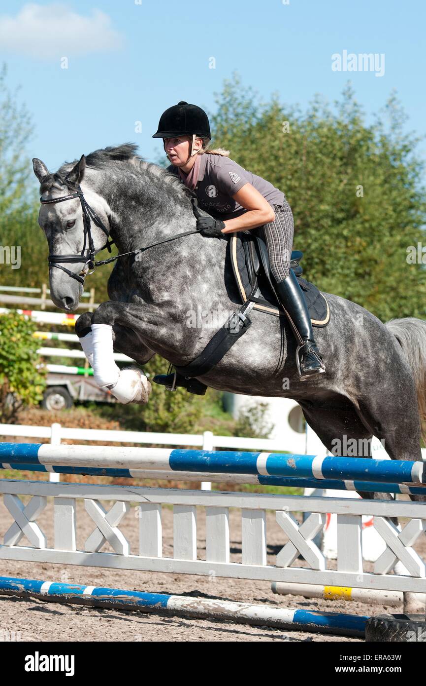 woman rides Hanoverian Stock Photo - Alamy