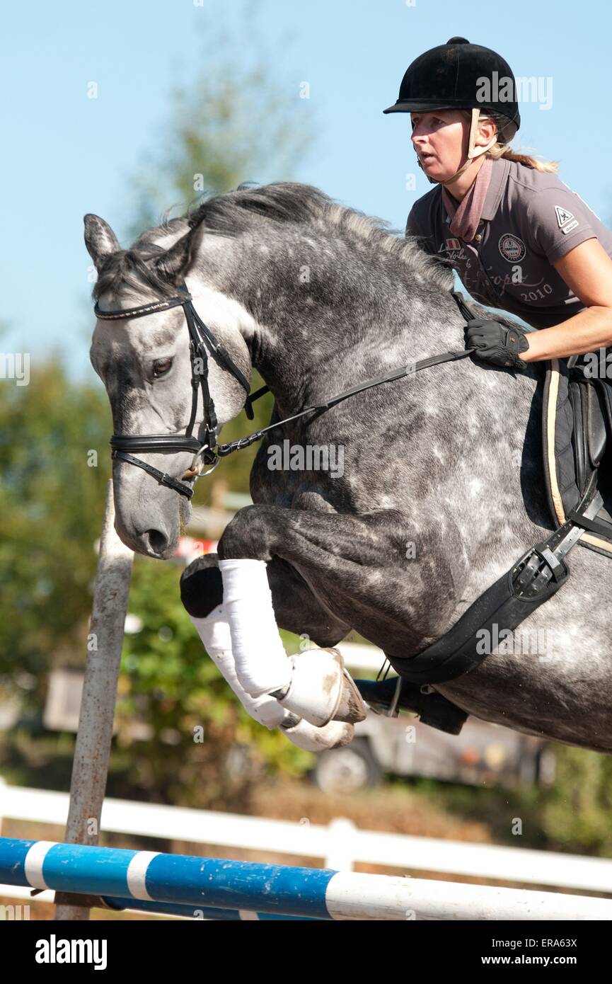 woman rides Hanoverian Stock Photo - Alamy