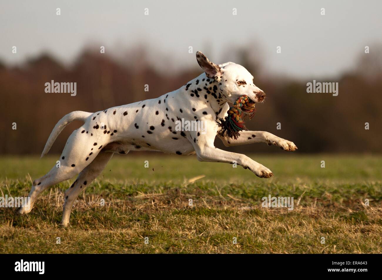 Dalmatians at play hi-res stock photography and images - Alamy