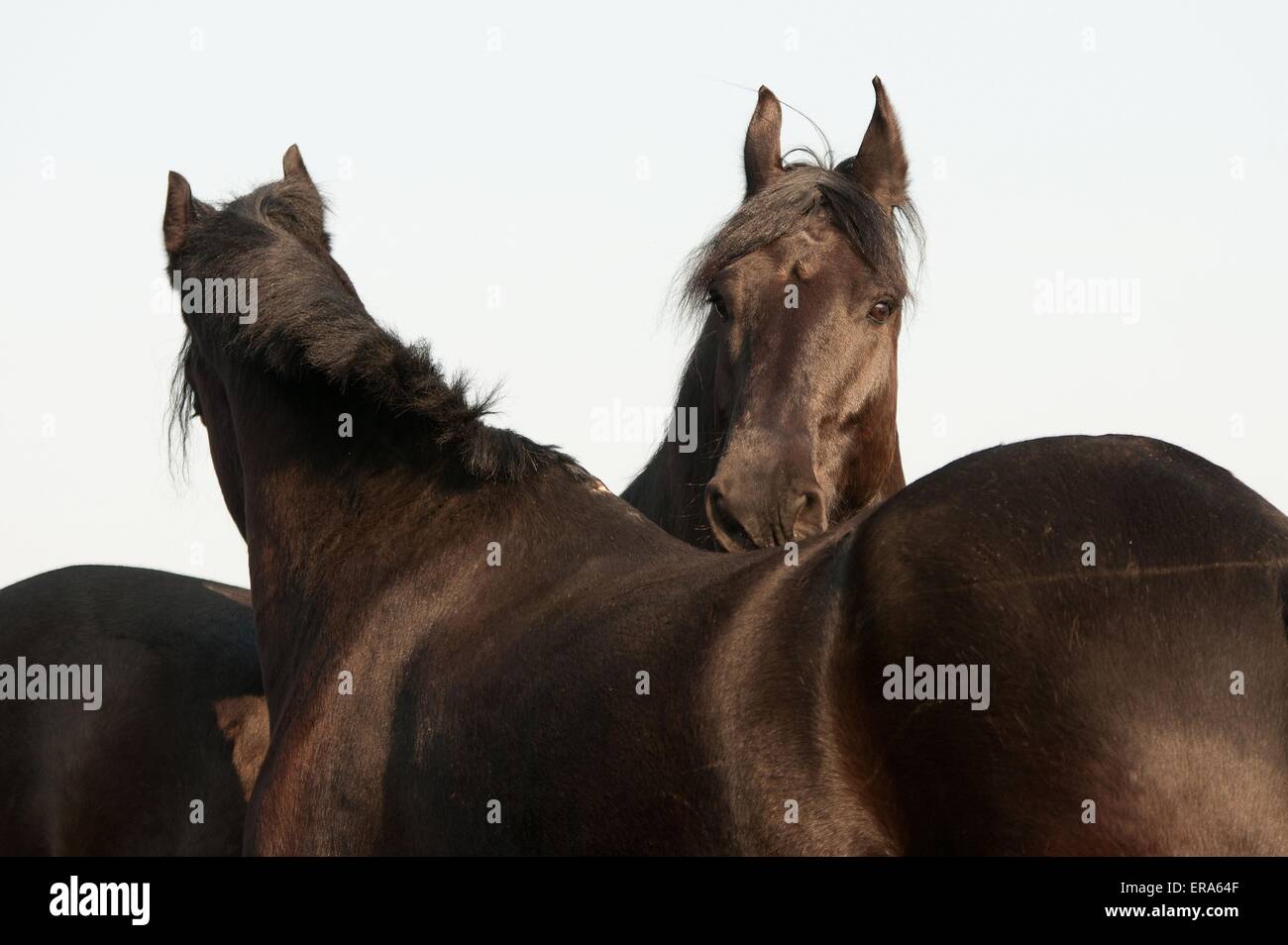 Two friesian horses hi-res stock photography and images - Alamy