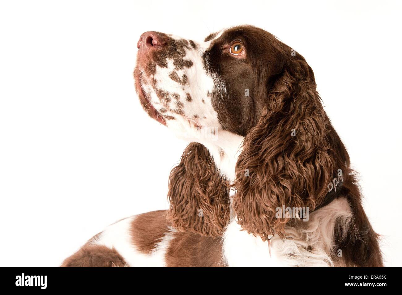 Types Of Spaniels