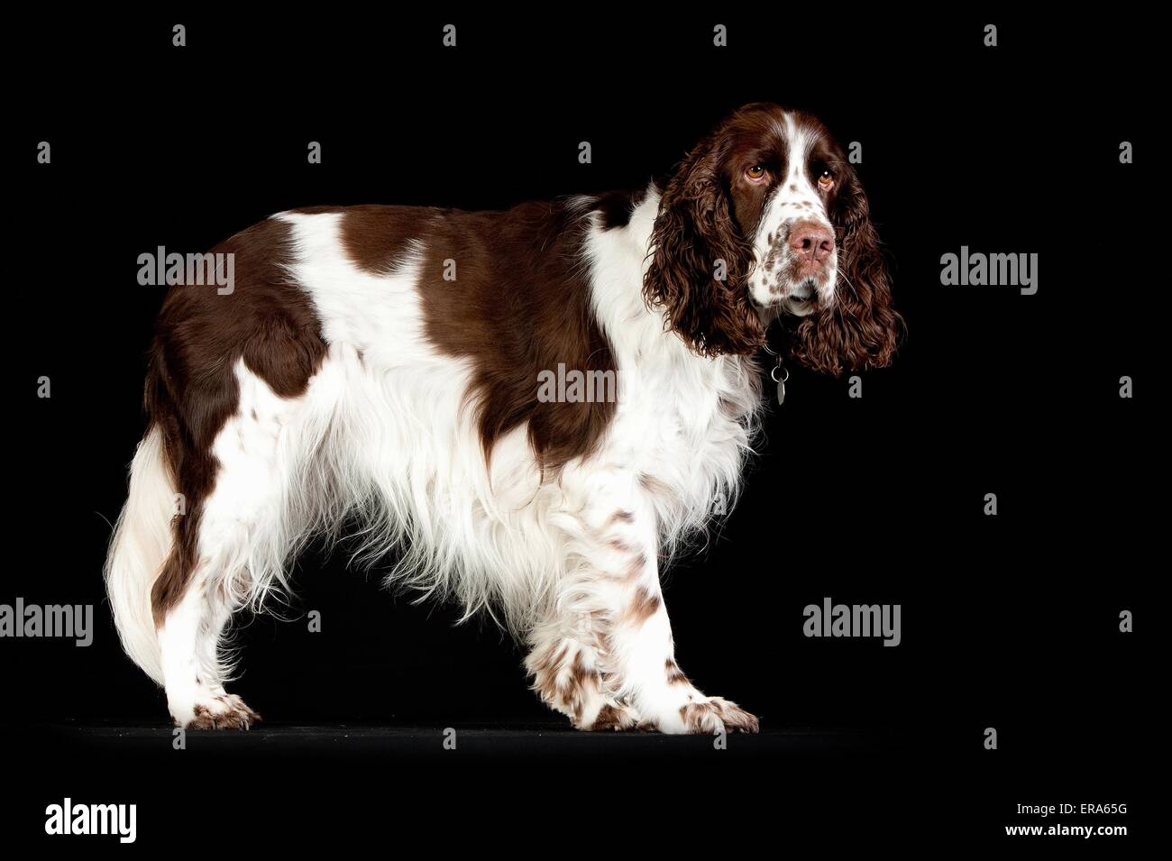 English Springer Spaniel Stock Photo - Alamy