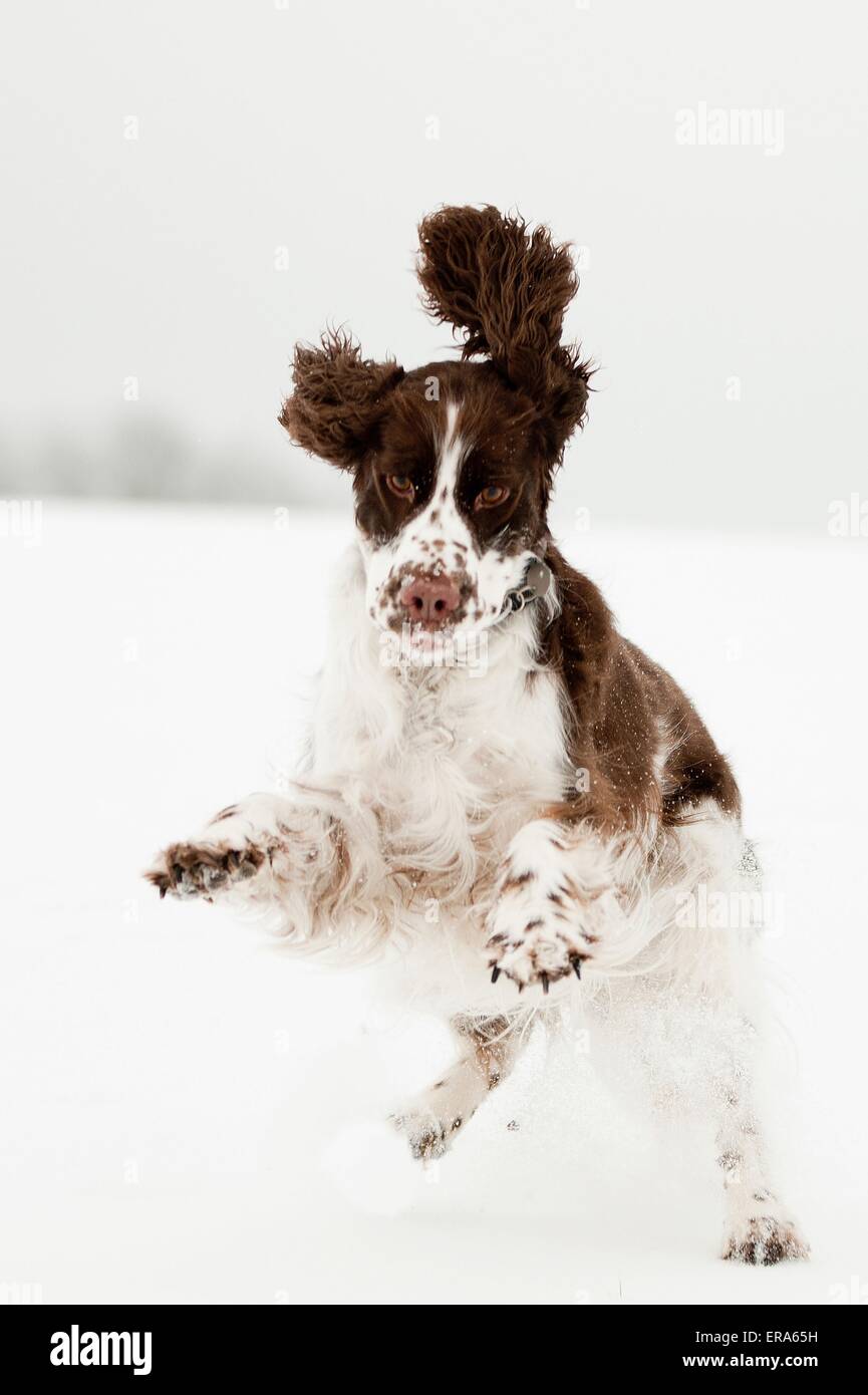 running English Springer Spaniel Stock Photo - Alamy