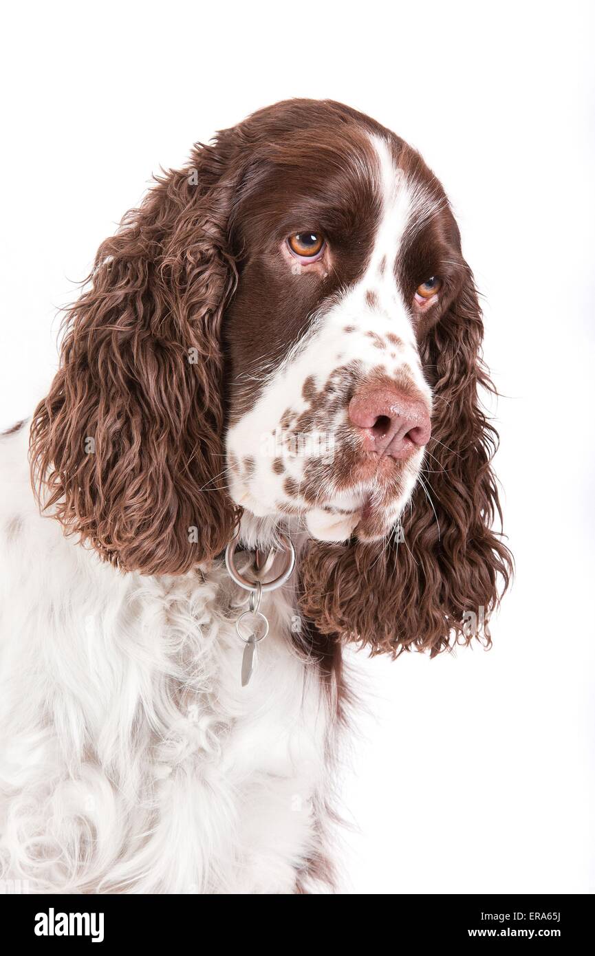 English springer spaniel portrait hi-res stock photography and images ...