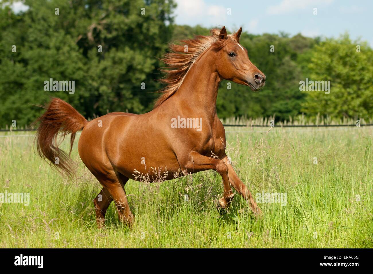 galloping arabian horse Stock Photo - Alamy