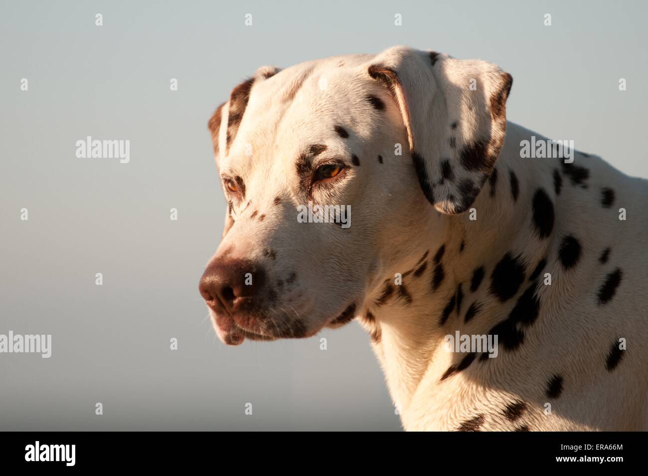 Portrait dog dalmatian side view hi-res stock photography and images ...