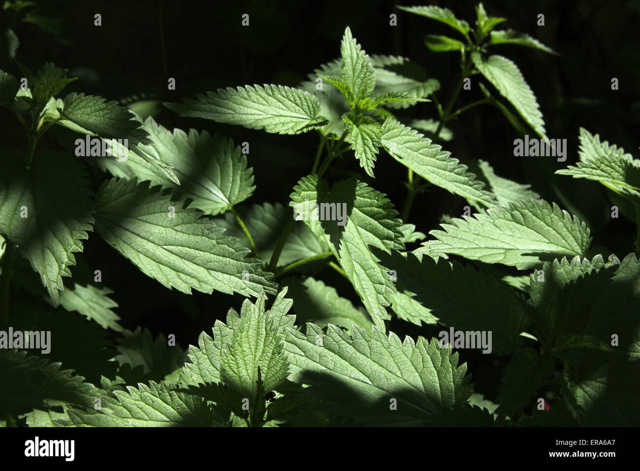 Stinging nettle hi-res stock photography and images - Alamy