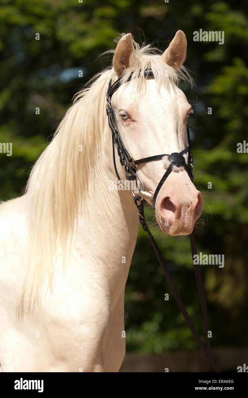 Kinsky horse horses hi-res stock photography and images - Alamy