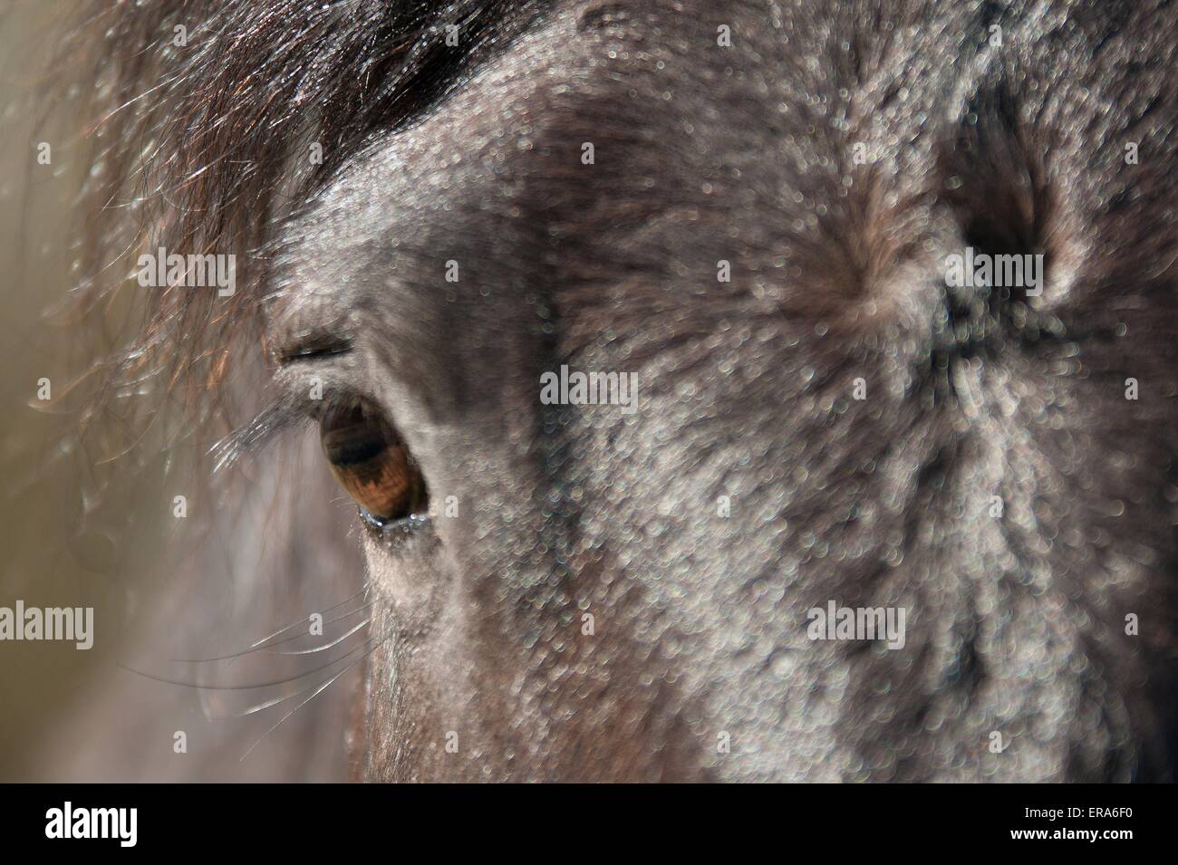 Frisian horse eye Stock Photo - Alamy
