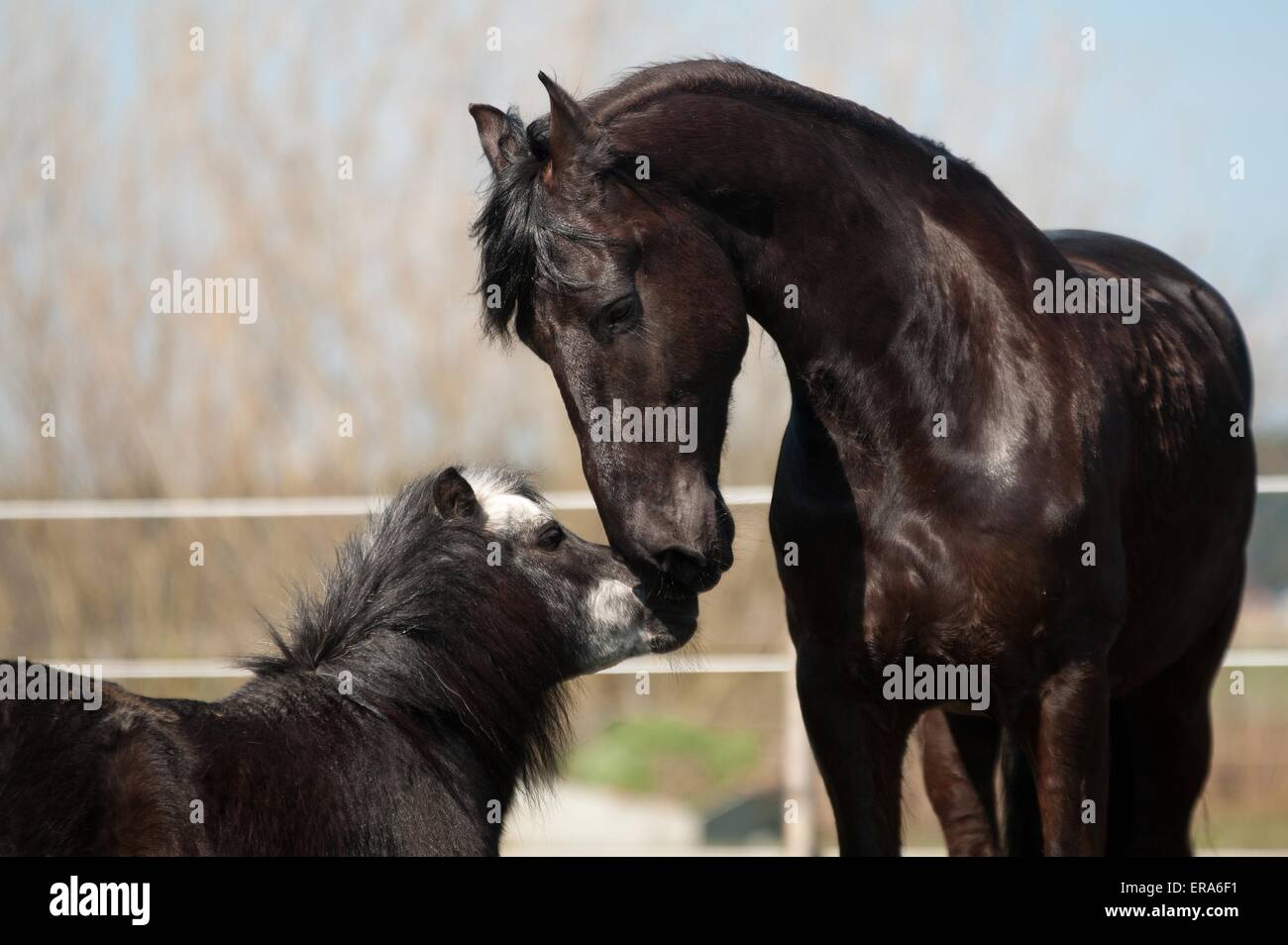 Two friesian horses hi-res stock photography and images - Alamy