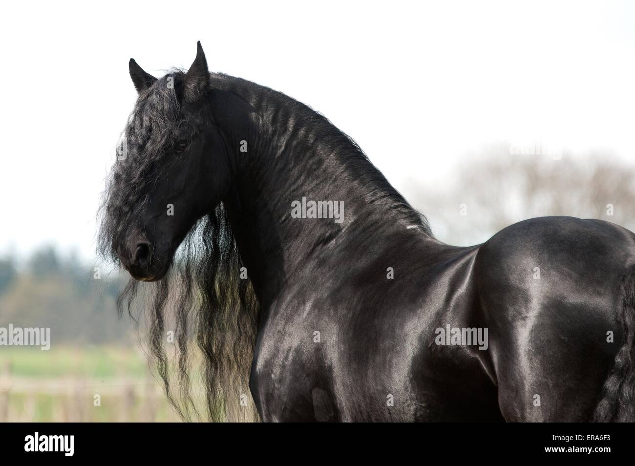 Friesian horse portrait Stock Photo - Alamy