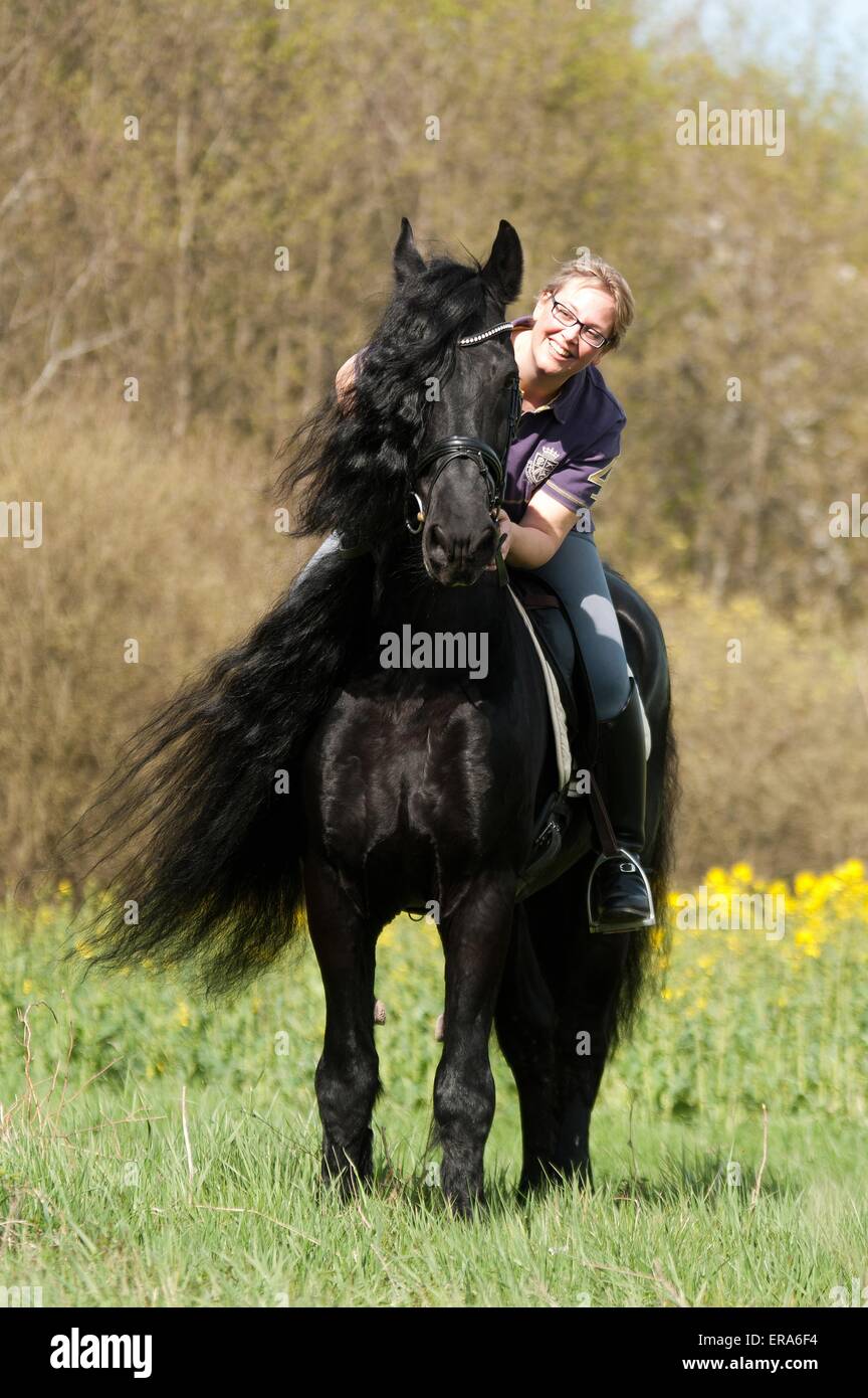Friesian Horse Riding High Resolution Stock Photography and Images - Alamy