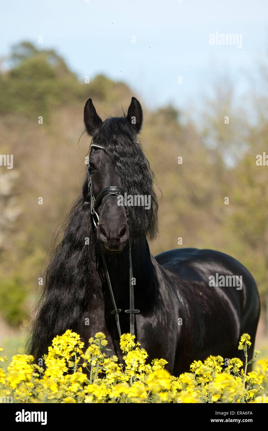 Friesian horse portrait Stock Photo - Alamy